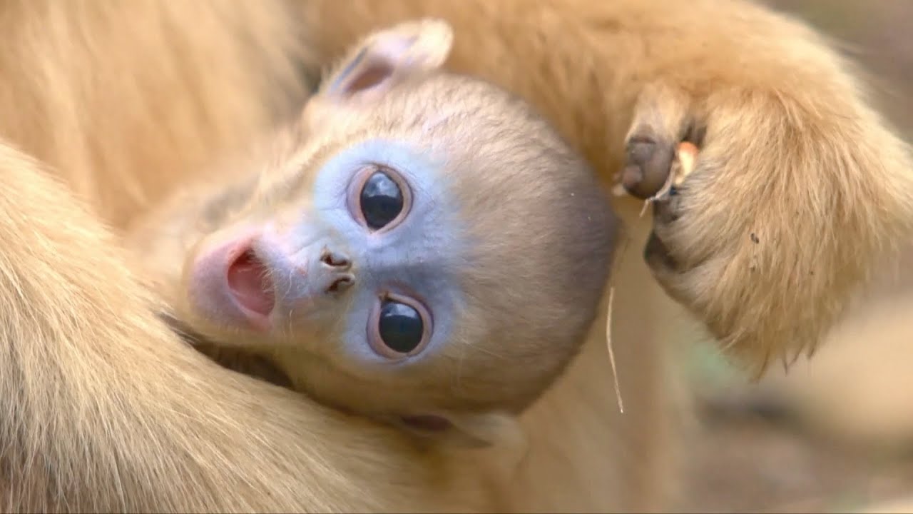 Macacos dourados selvagens na Reserva Natural de Qinling - YouTube
