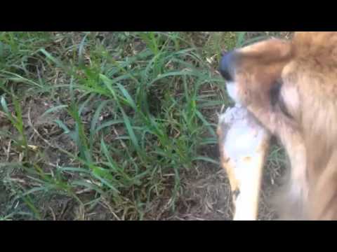 Bikkie the evil Pomeranian - YouTube