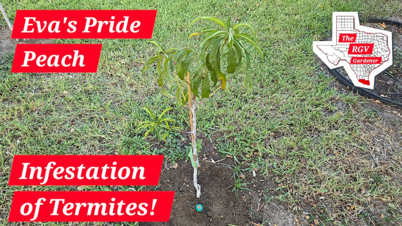 Eva's Pride Peach Under Attack! 🍑 || The RGV Gardener - YouTube