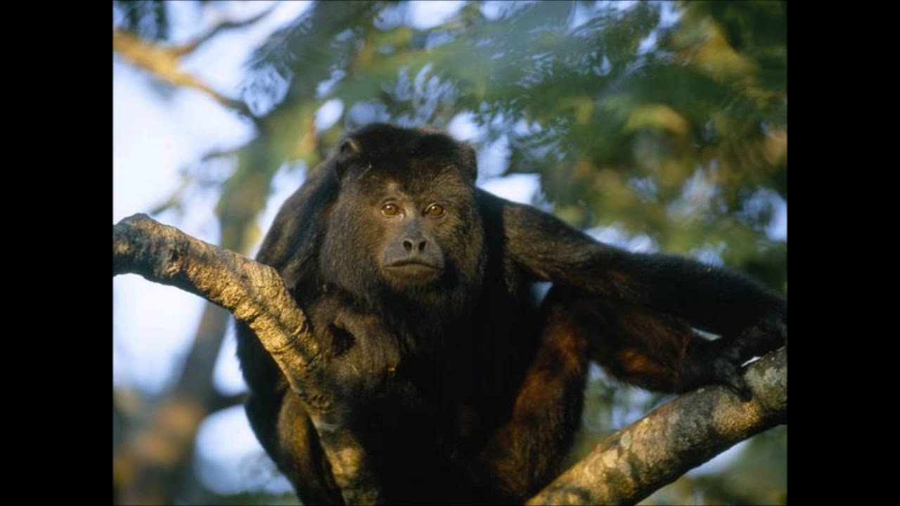 there's a herpes infected monkey on the loose.wmv - YouTube