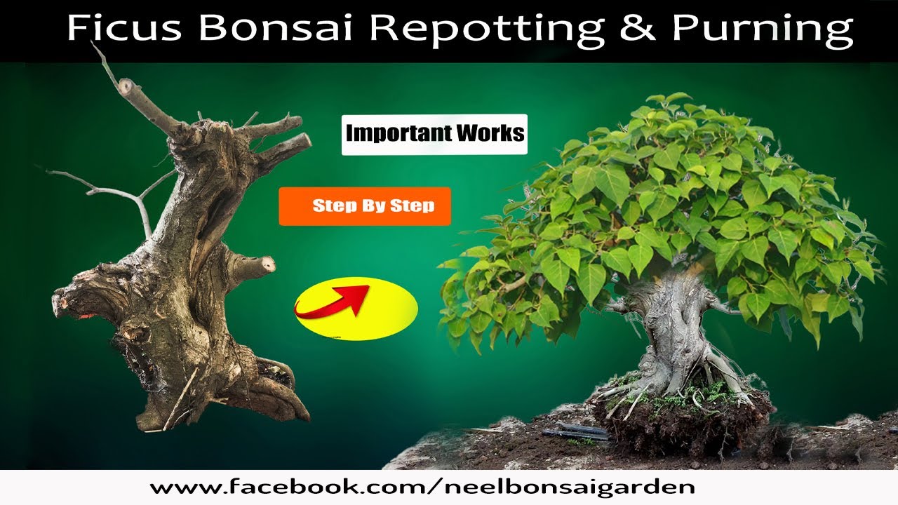 Ficus Rumphii Pakur Bonsai Reporting and Pruning-(পাকুর বনসাই রিপটিং ...