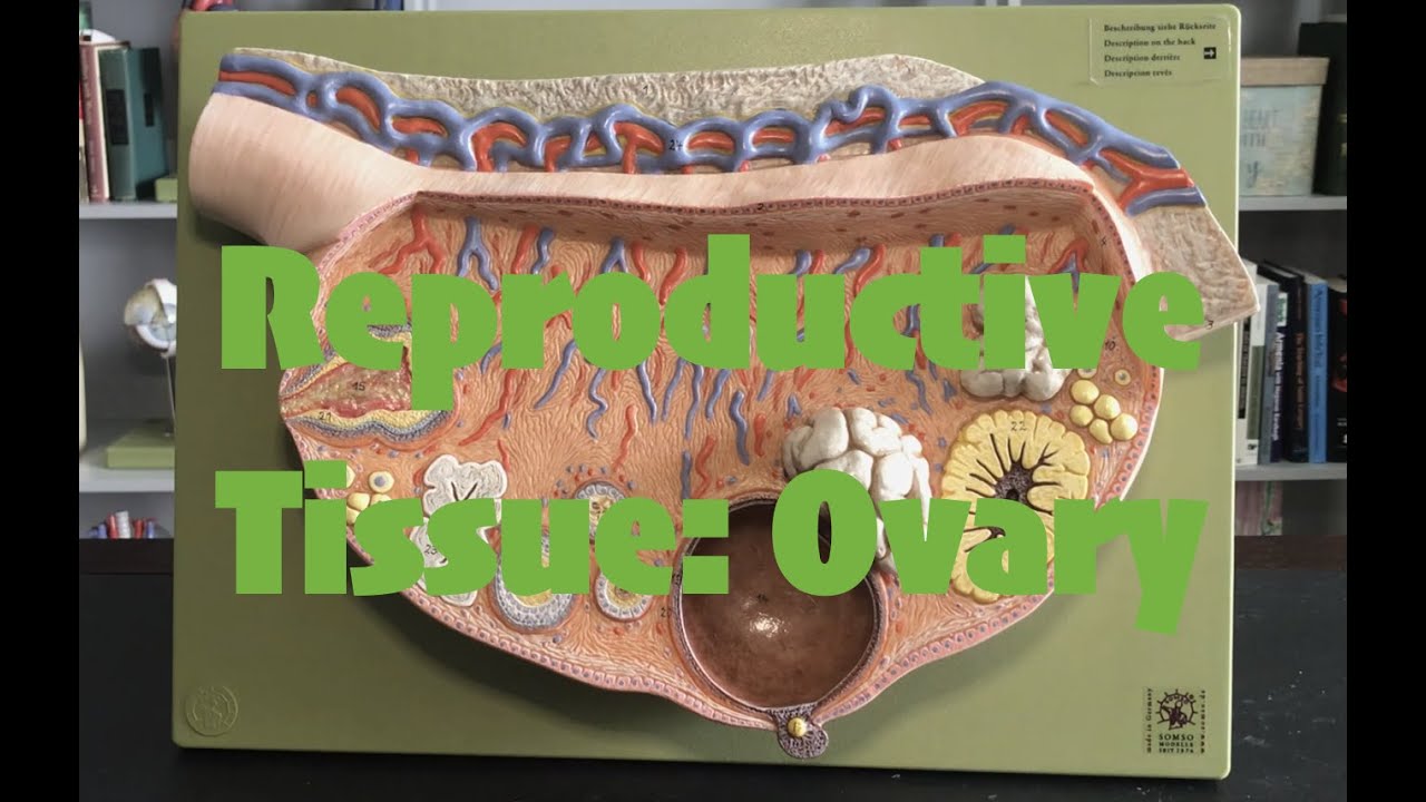 Female Reproductive Tissue: Ovary - YouTube
