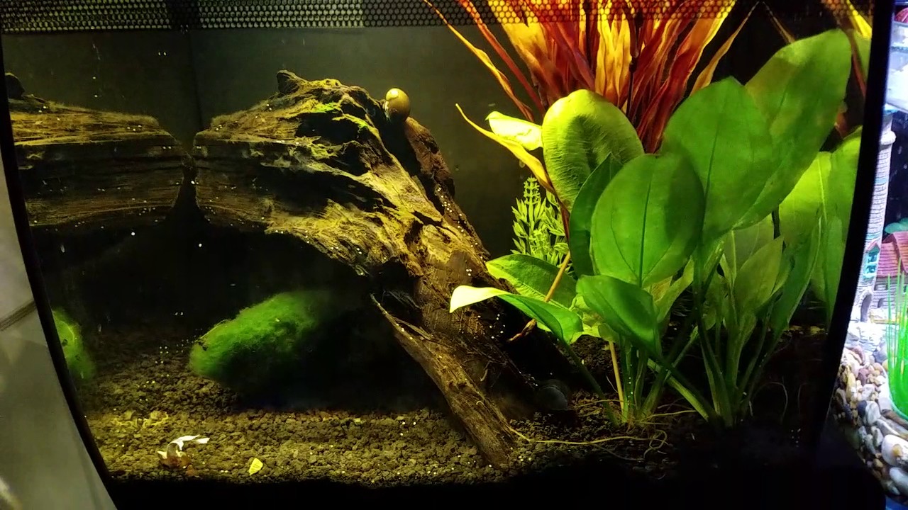 3 reasons to buy a bigger betta tank - YouTube