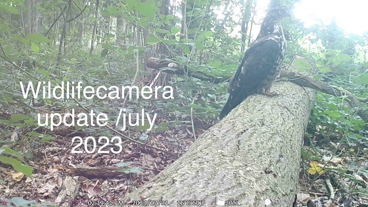 Wildlifecamera update/ july 2023- What lives in the forest?birds and ...