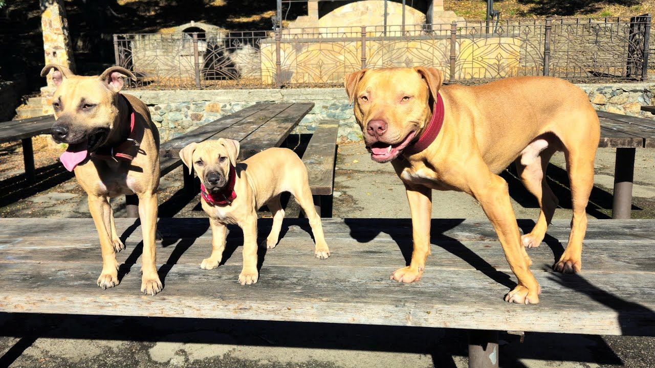 Pit Bull Post Partum Conditioning! - YouTube