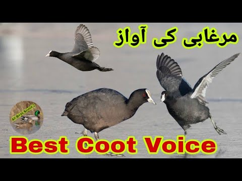مرغابی کی آواز || Best coot voice ||Coot birds sound