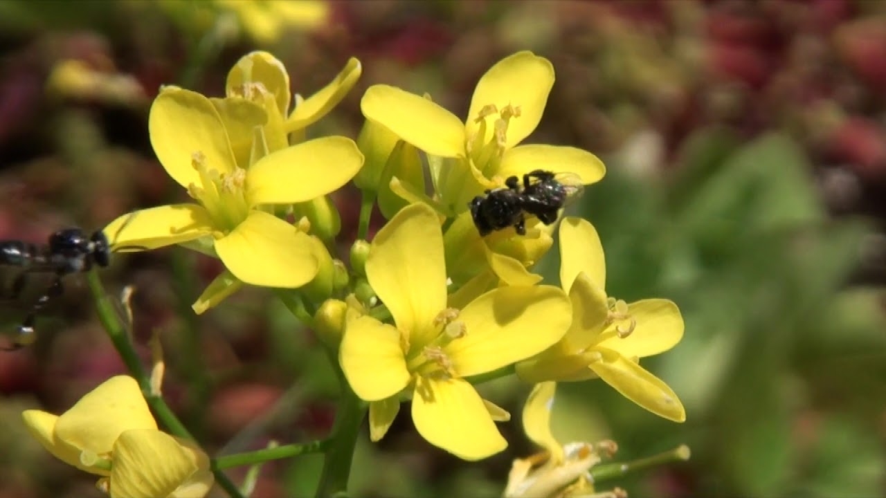 Seven Bees Garden - Australian Native Bees - YouTube