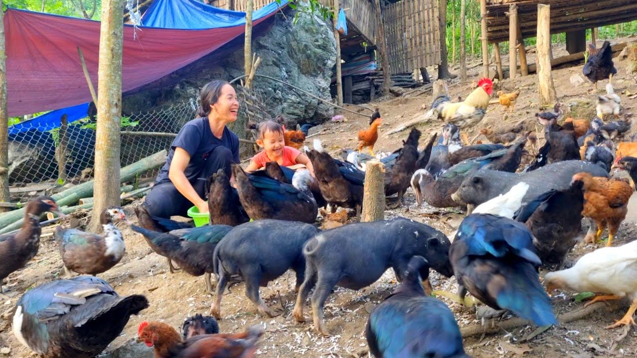 Build a pig, chicken, duck farm, daily work with your daughter, take ...