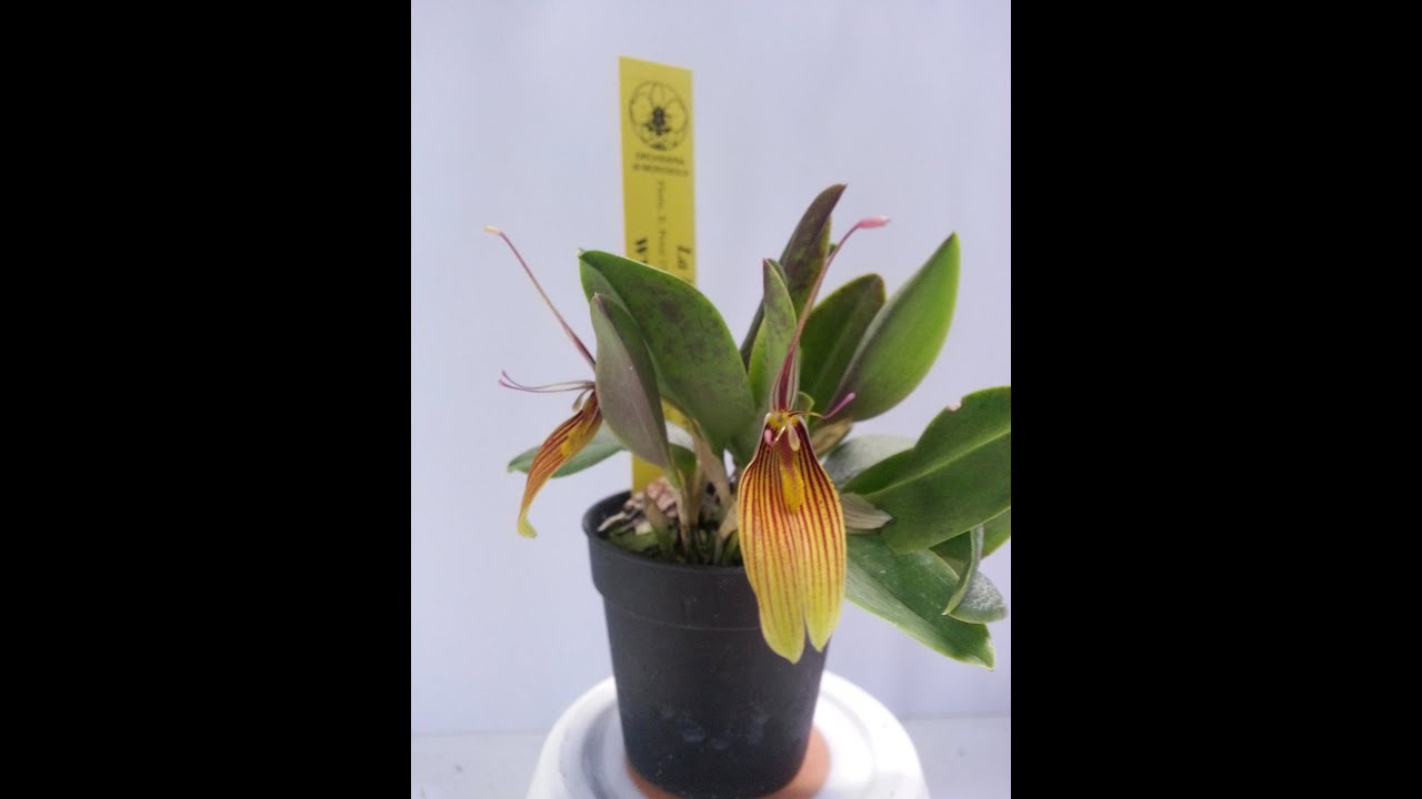orchidea miniatura Restrepia brachypus, uno dei tanti gioielli delle ...