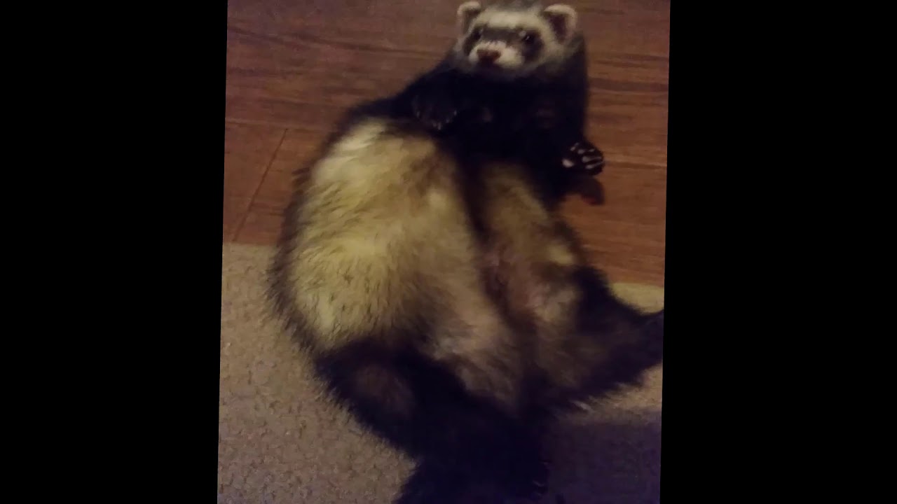 My Fat Ferret - YouTube
