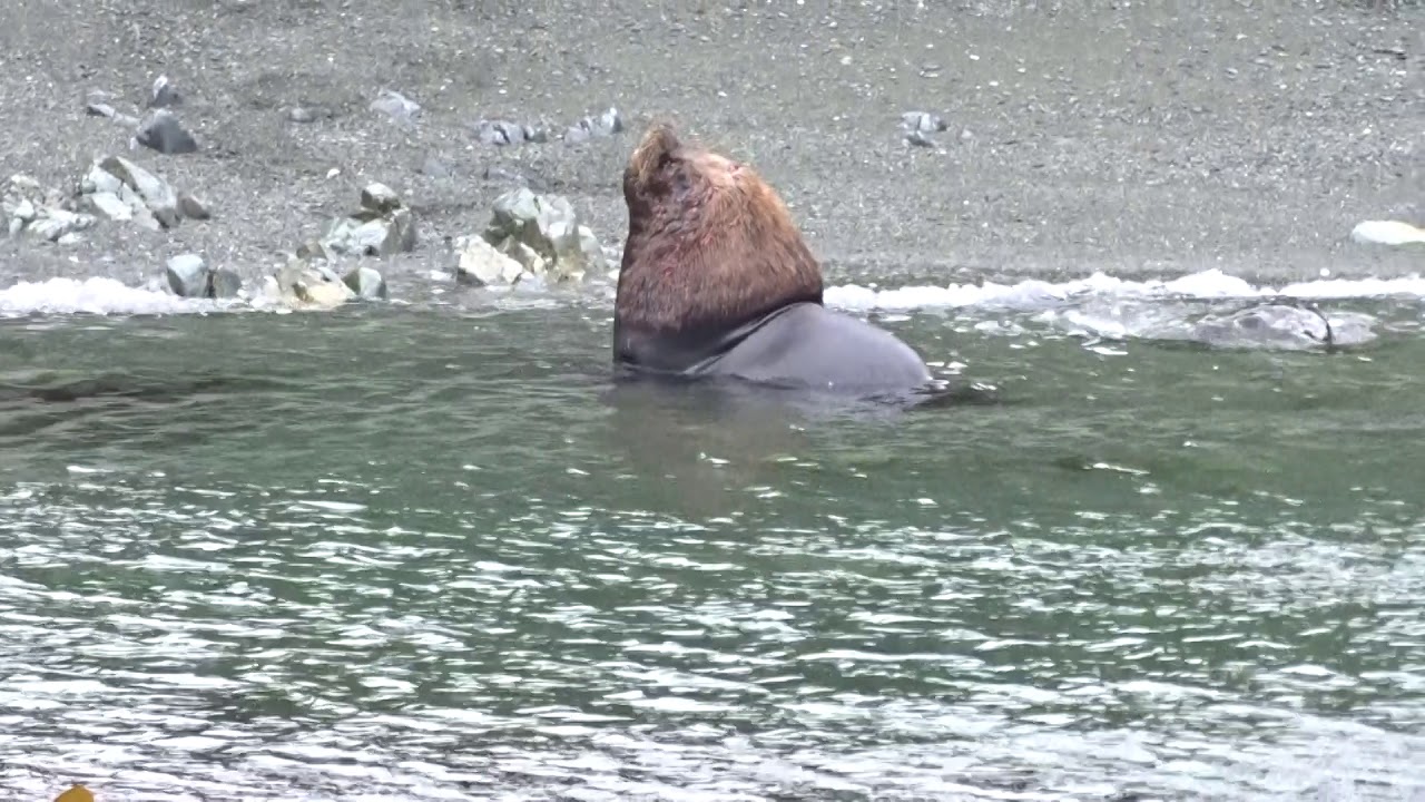 The Beachmaster! Bull Sea Lion - YouTube