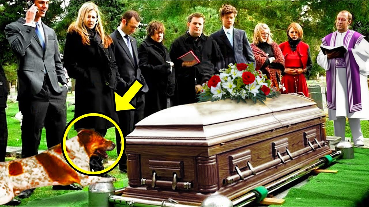 Dog Barks At Owner's Coffin. People Scream in HORROR When They See THIS ...