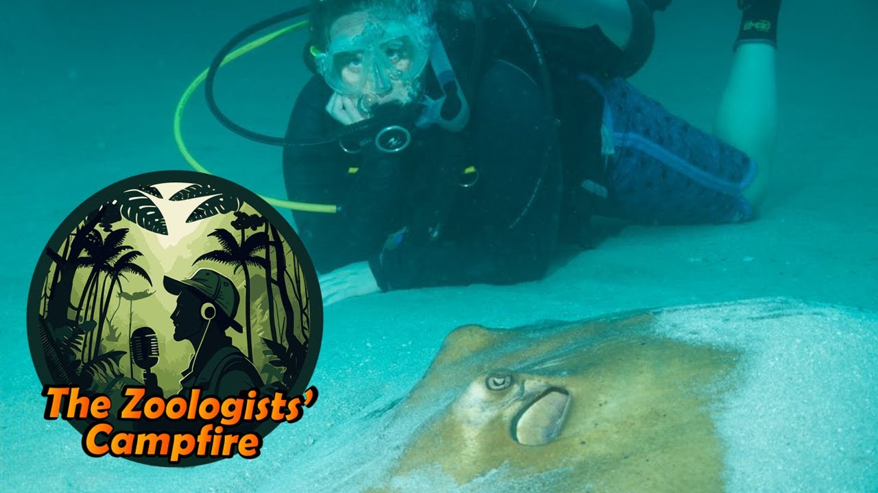 Ep. 15. Marianne Porter on sharks, the scientific mindset and a ...