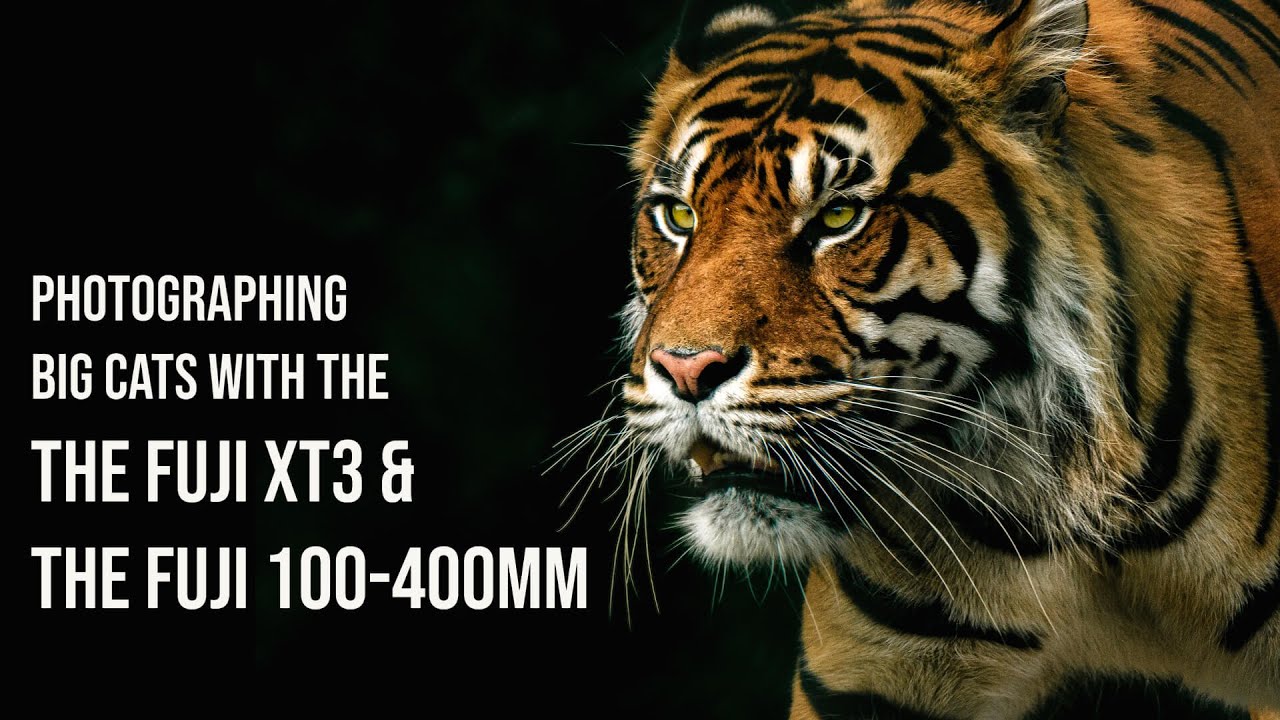 Photographing Big Cats With The Fuji 100-400 For Wildlife Photography ...