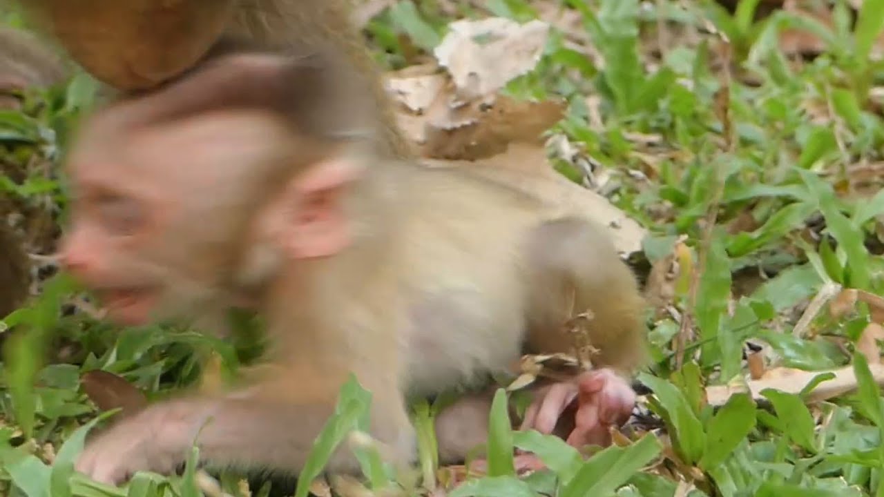 Pity Lucie cried Loudly on the grass with terrified | - YouTube