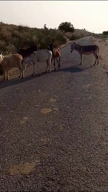 handsome donkeys of desert #shots #donkey #donkeys - YouTube