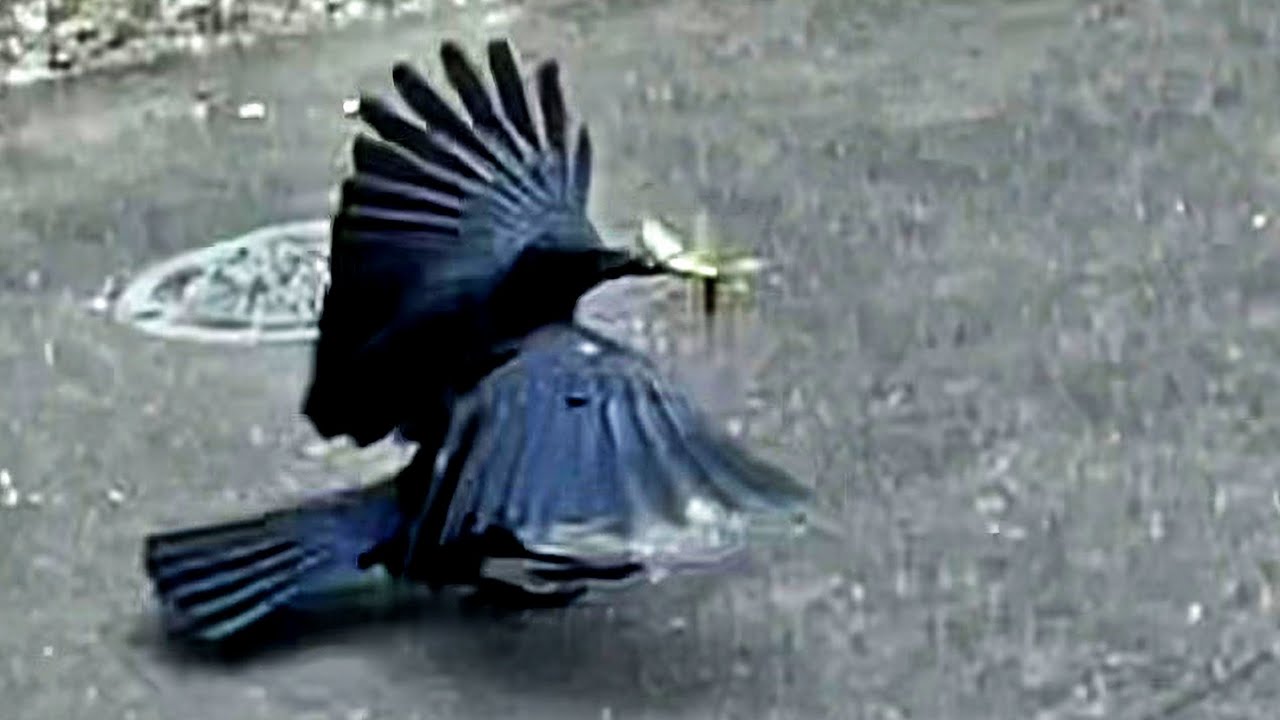 𓄿 2021年 10月7日 prey-eating crow ,カラス,까마귀 - YouTube
