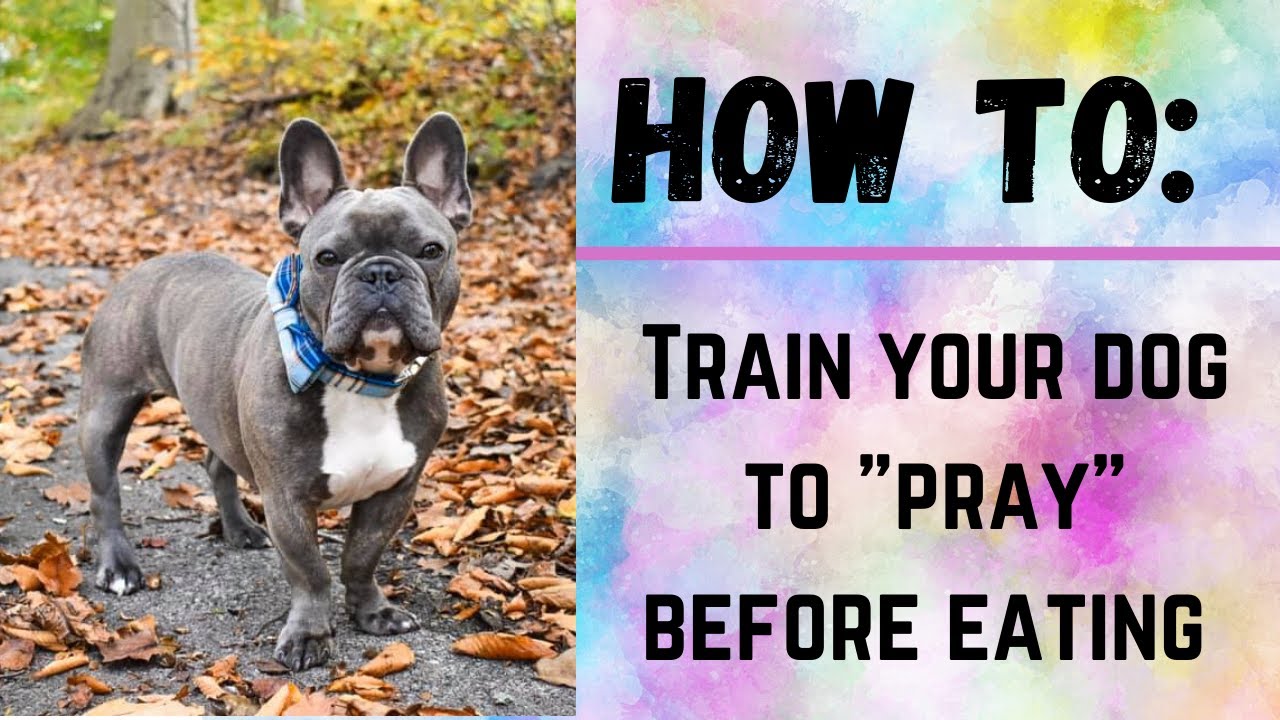 How To Teach Your Dog To "Pray" Before Dinner - YouTube