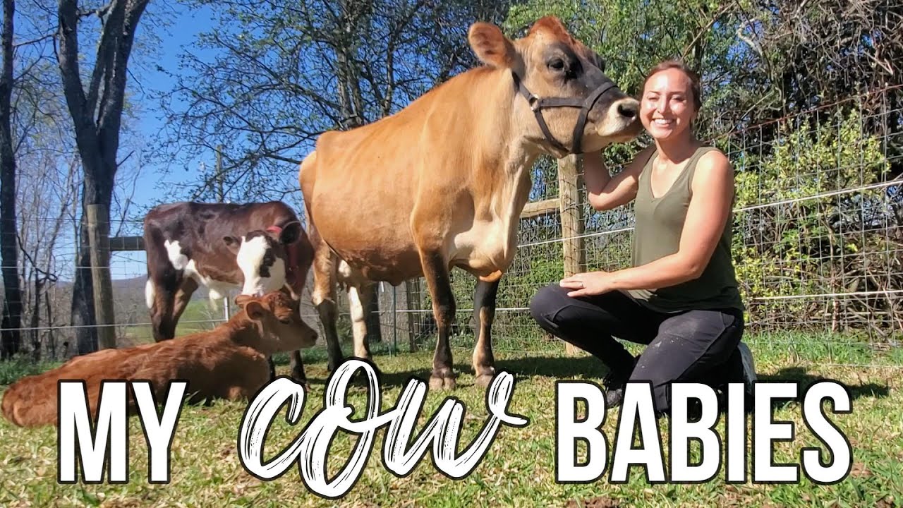 Beginner's Milking Routine, Calf Sharing & Training to Electric Fence ...