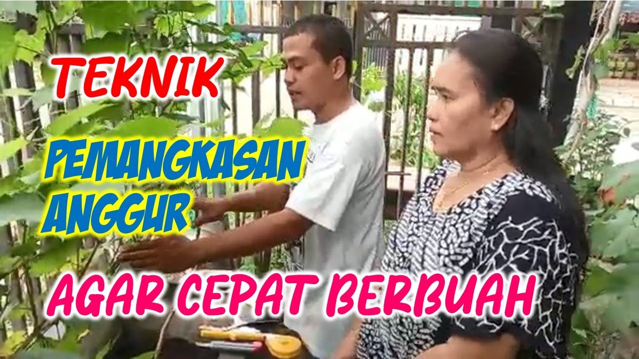 Teknik Pemangkasan Anggur Agar Cepat Berbuah Youtube