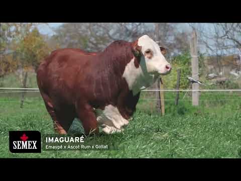 IMAGUARÉ ♦️ SEMEX