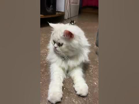 This cat is the height of indifference 😂 #funny #cute #funnypets #cat # ...