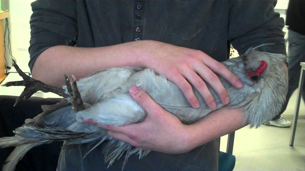 chicken check - YouTube