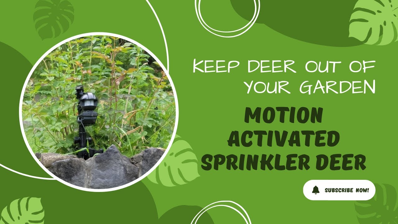 Keep Deer Out Of Your Garden - Motion Activated Sprinkler Deer 🦌 - YouTube