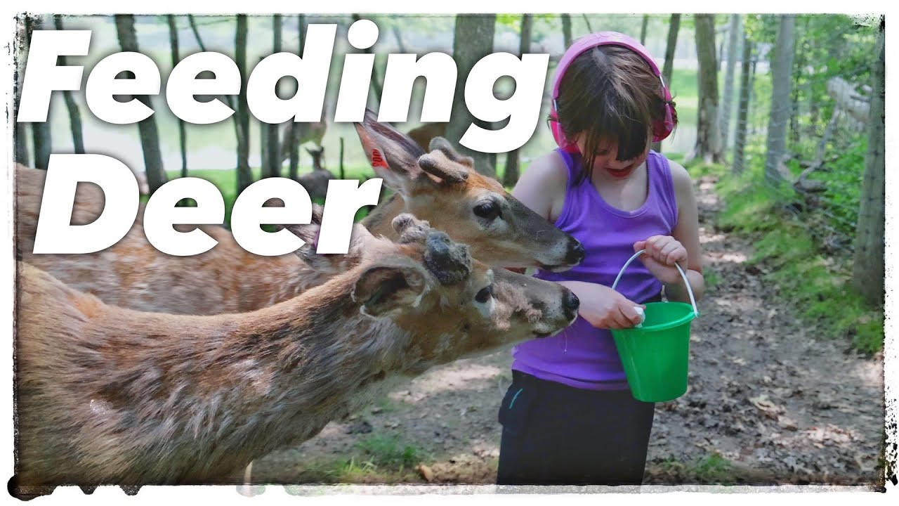Friendly Deer Encounter - YouTube