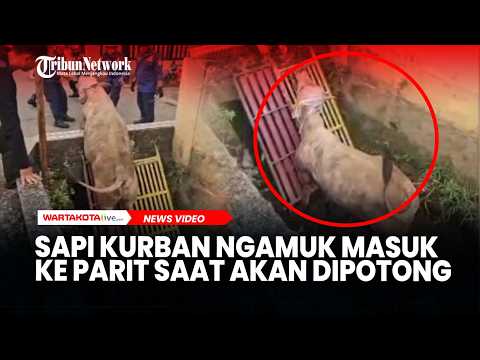 Sapi Kurban Ngamuk! Masuk ke Parit saat akan Disembelih di Bekasi