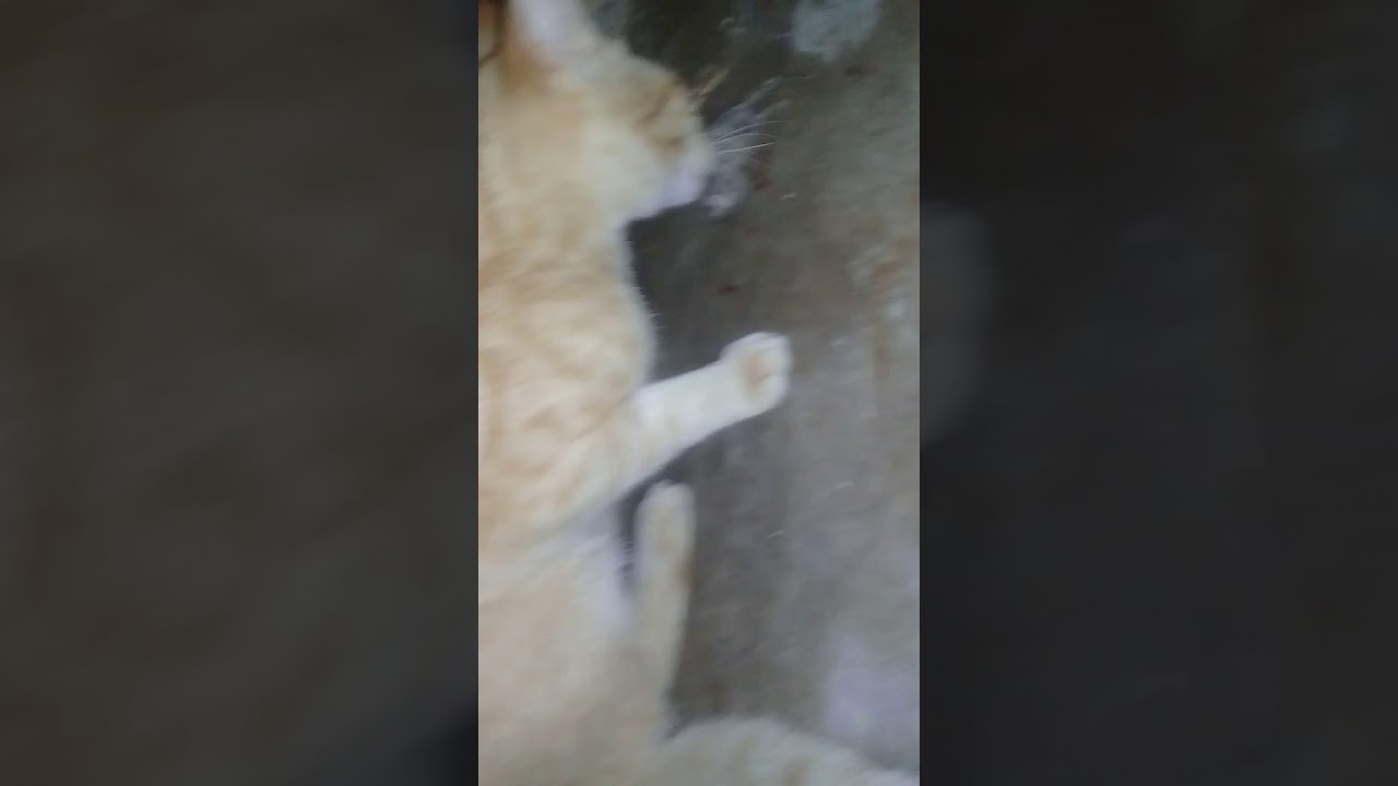 Mi gato ENDEMONIADO! 😂 - YouTube