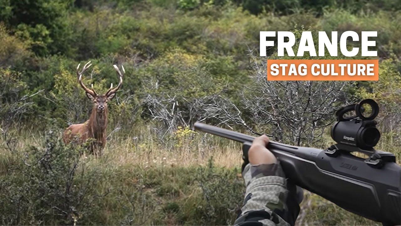 Close Range stag hunting with a RED DOT sight 💥 STAG CULTURE FRANCE ...