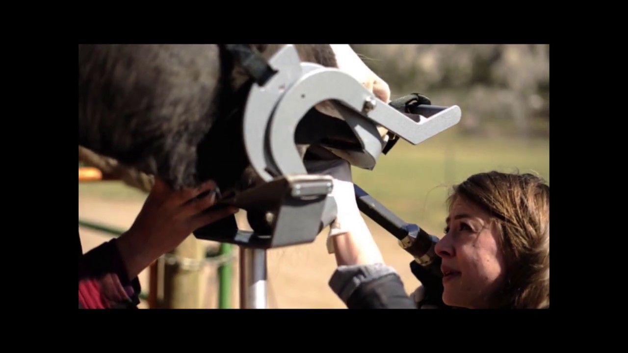 Colorado On-Site Vet - YouTube