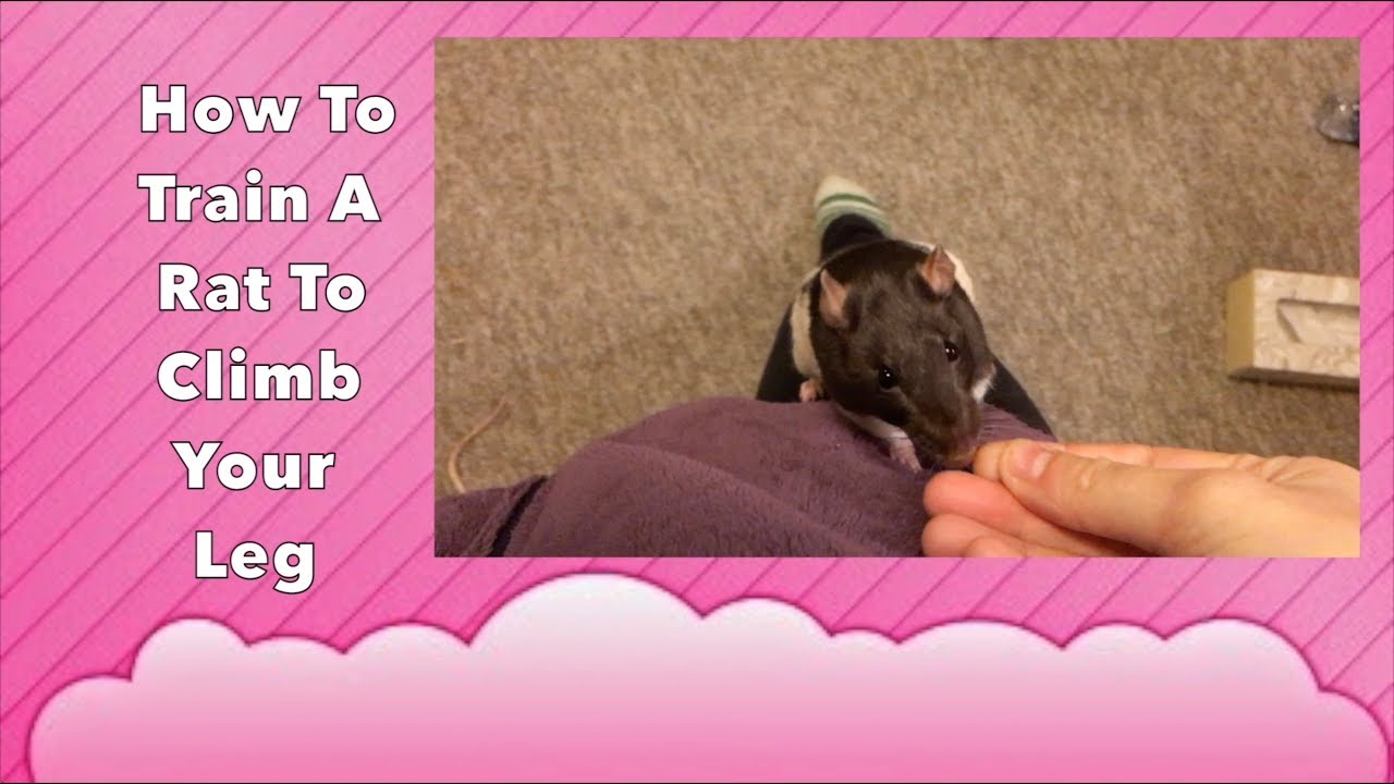 How To Train A Rat To Climb Up Your Leg - YouTube