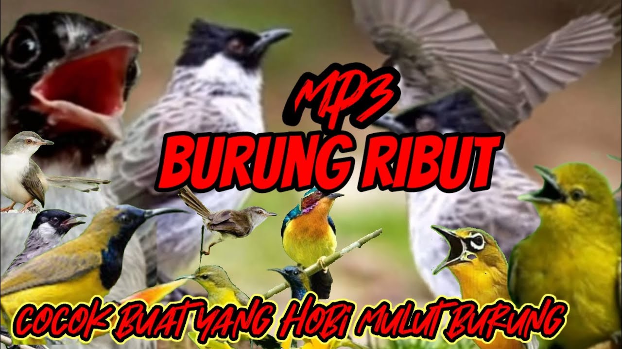 suara pikat burung ribut paling ampuh buat mulut burung di kebun dan ...