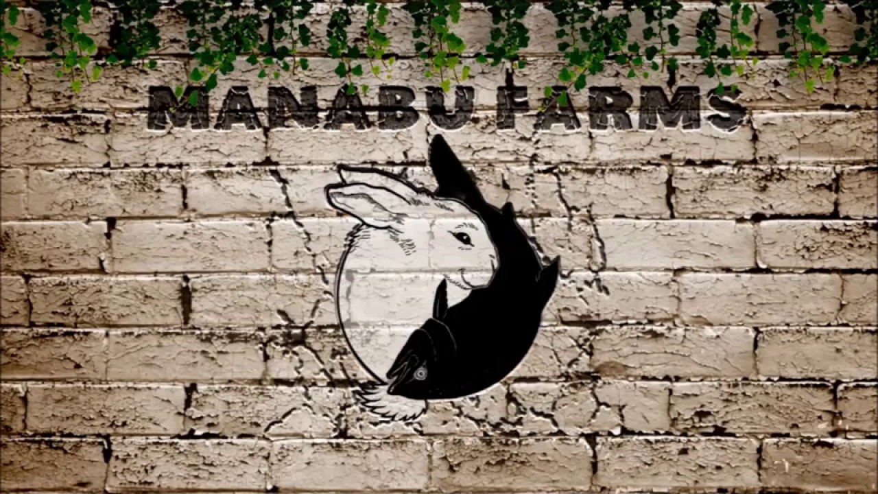 How to grow a cabbage tree the permaculture method of growing cabbage ...