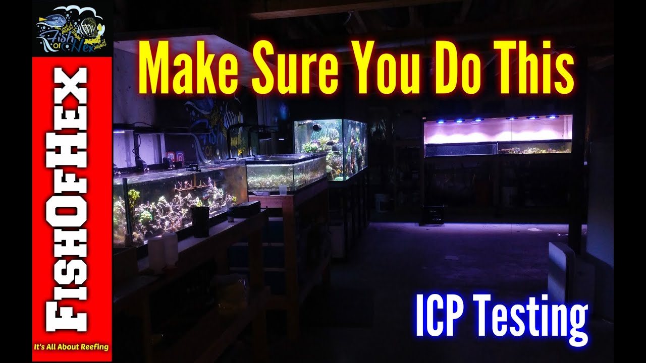 Why Everyone Should Be ICP Testing Their Reef Tank | It's The Little ...