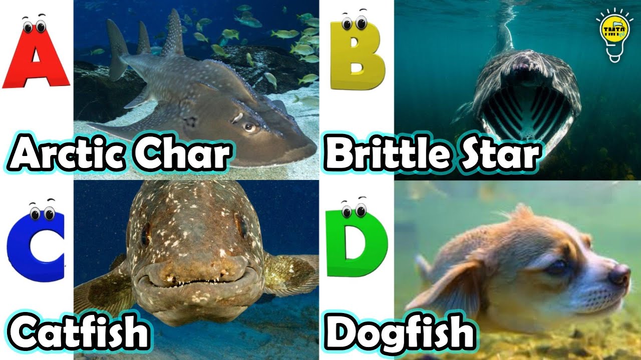 Cute ocean animals | ABC phonics animals | ABC Sea Animals song ...