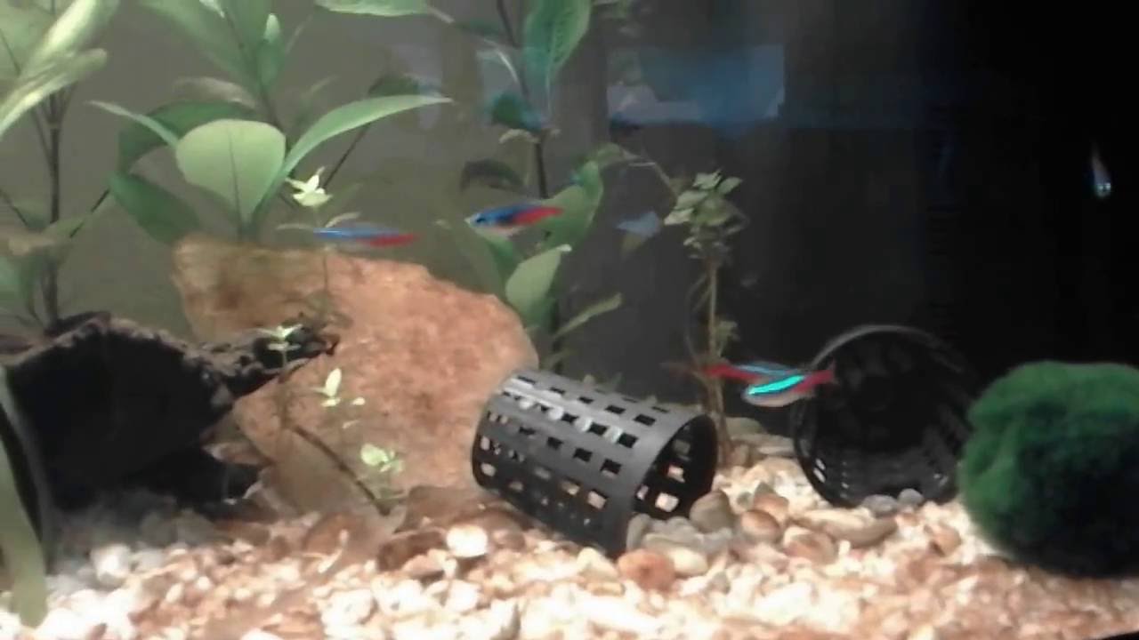 le néon : Mâle ou femelle ? Et reproduction du néon - YouTube