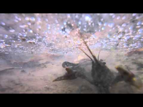 Crayfish Attack Chittenango - YouTube