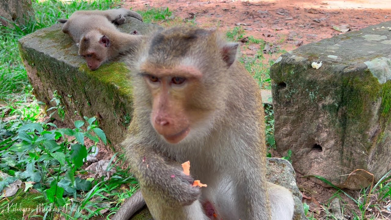 What is the handsome young Rex eating ? - YouTube