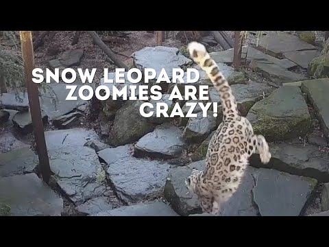 This Is What Snow Leopards Get Up To When We're Not Around To See
