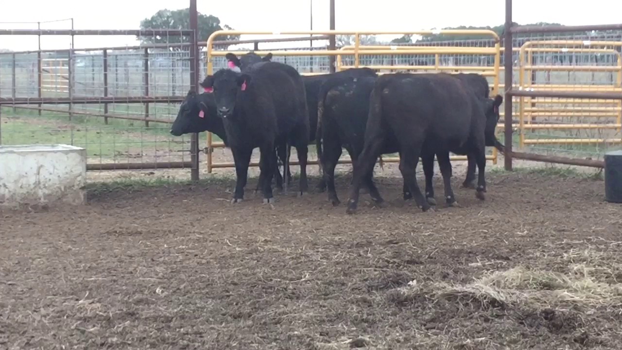 Wagyu/Angus Cross Bred Heifers for sale in Texas - YouTube