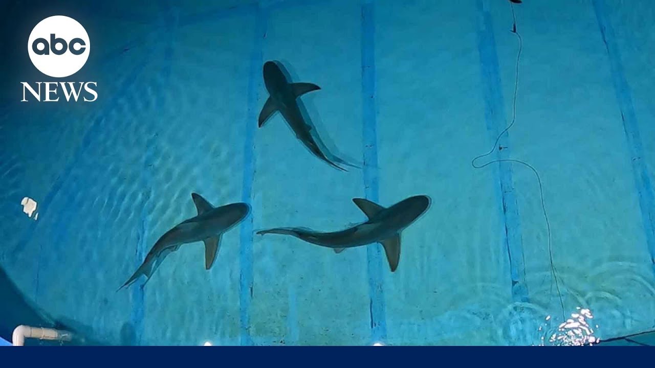 How researchers are experimenting with curbing human-shark interactions ...