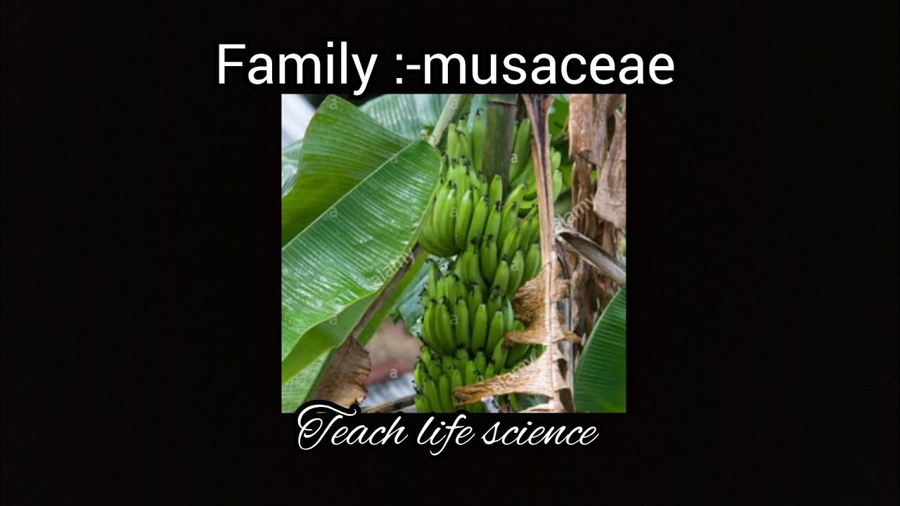 Family:-musaceae(the banana family ) - YouTube