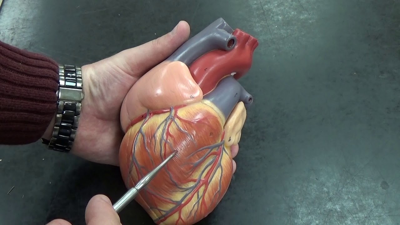 heart structures - YouTube