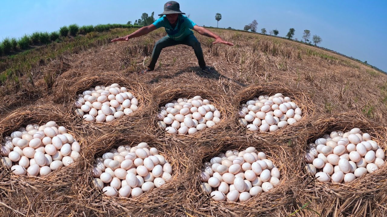 wow wow amazing! farmer pick a lot of duck eggs under the straw pick a ...