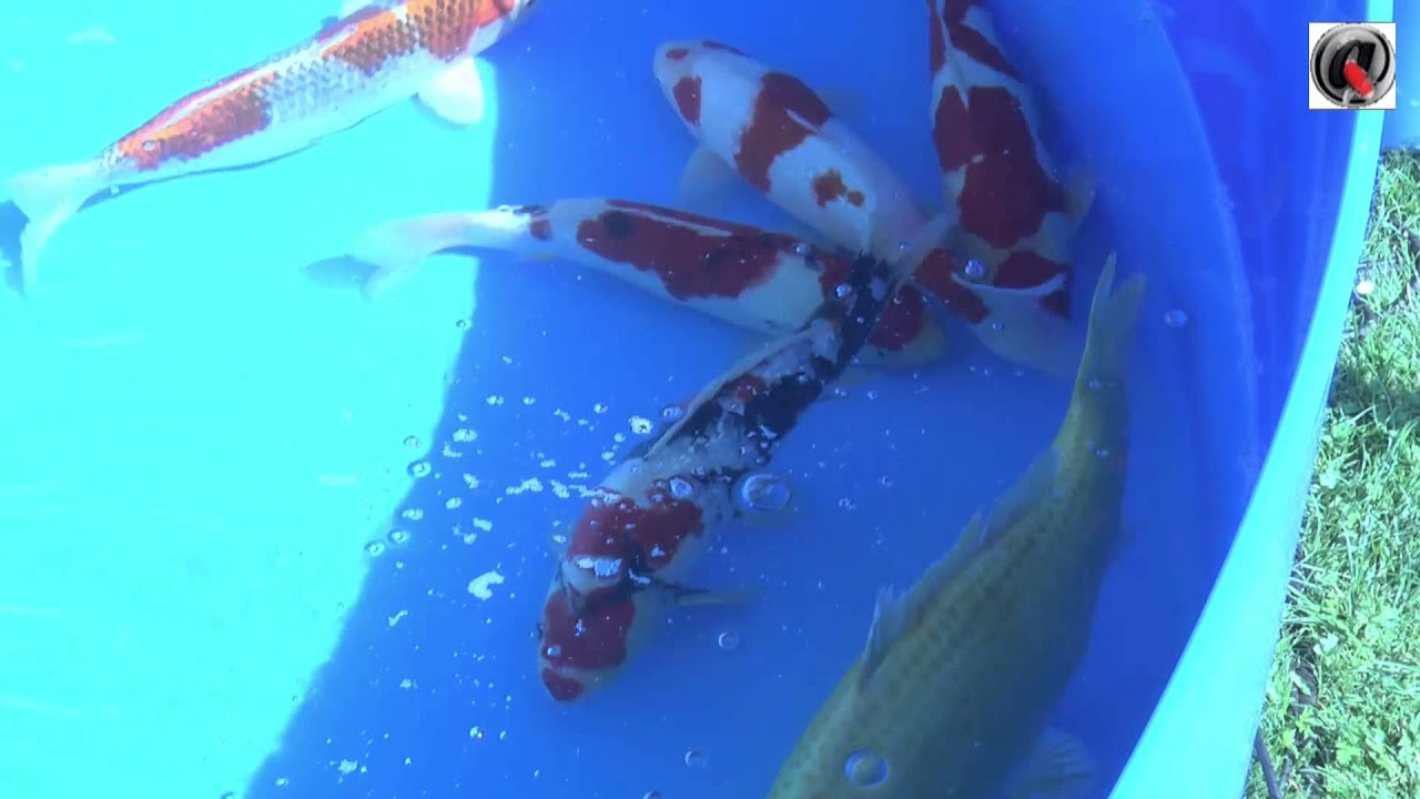 Holland koi show vats 11 to 20 - YouTube