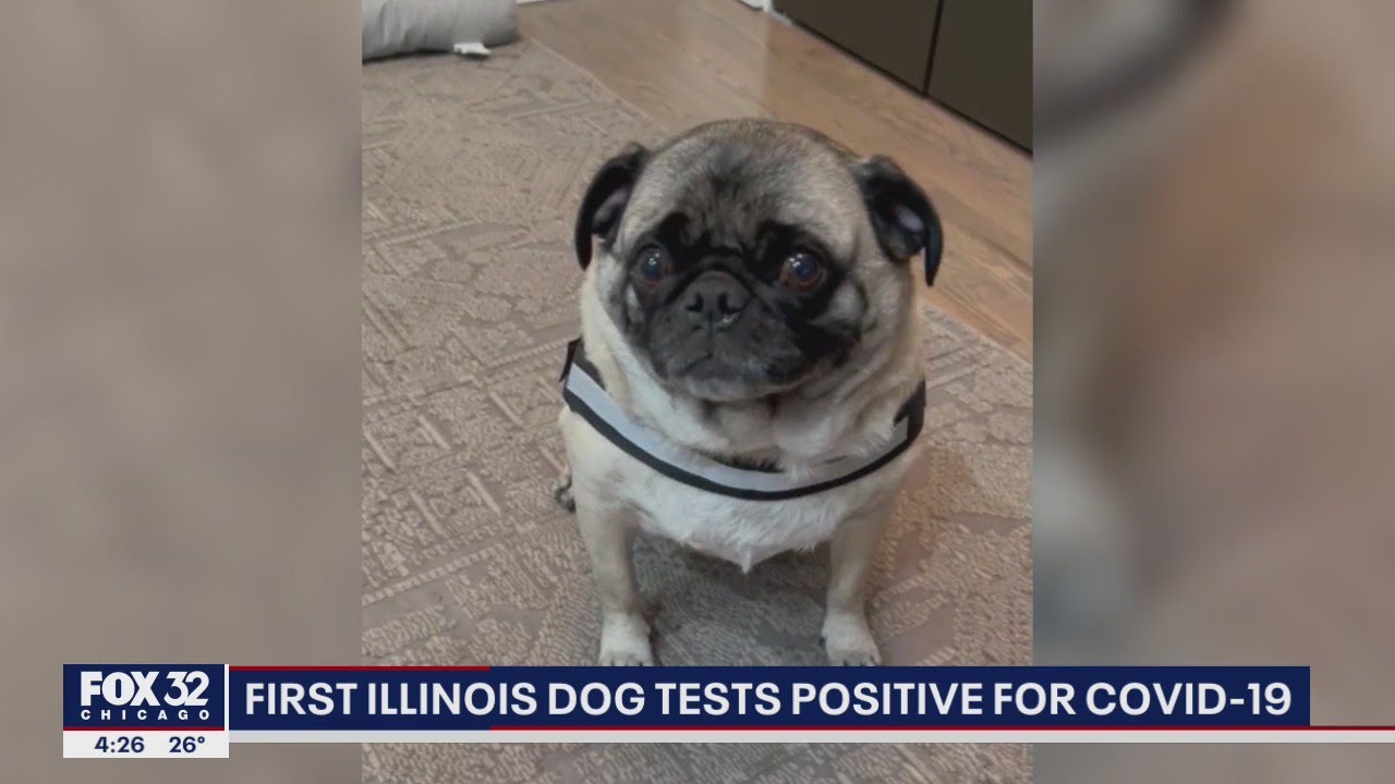 Chicago dog tests positive for COVID; first confirmed dog case in ...