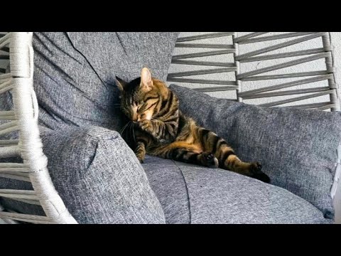 🐈‍⬛SEVİMLİ KEDİM MINIŞ SALINCAKTA BİR GÜZEL TEMİZLENDİ ÇOK TATLI TİPİ VAR😍💙